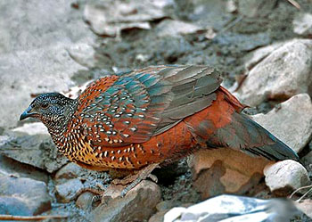 鹑族 Perdicini 蓝色动物学（中国动物学科普）